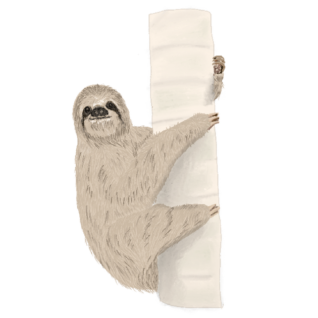 The Brown-Throated Sloth: Species Facts & Characteristics – Happy Sloth Co.