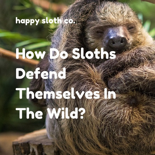 How Do Sloths Defend Themselves In The Wild? | Happy Sloth Co.